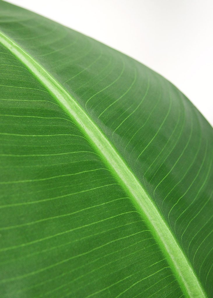 Traveler's Palm - Le Present